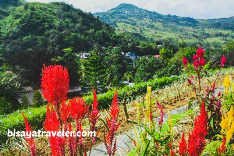 Terrazas De Flores Botanical Garden: Cebu’s Breezy Floral Nirvana - The ...