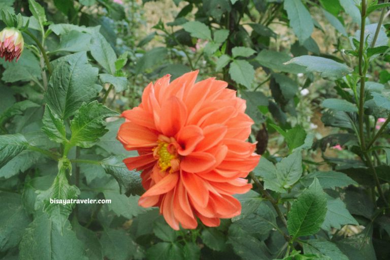 Buwakan Ni Alejandra: Balamban’s Surprisingly Wondrous Garden - The ...