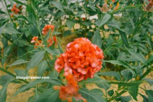 Sirao Garden: Photogenic And Perpetually Evolving Cebu Attractions ...