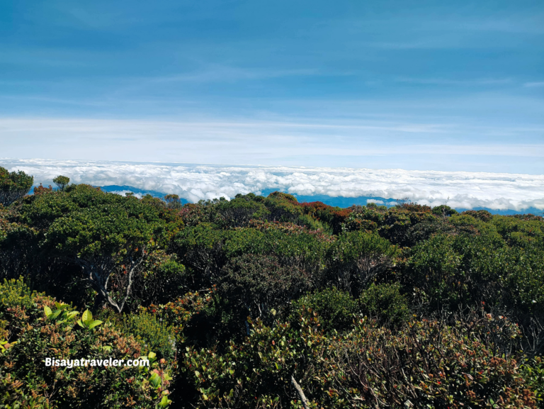 Mount Tabayoc: An Adventure Above The Clouds - The Bisaya Traveler