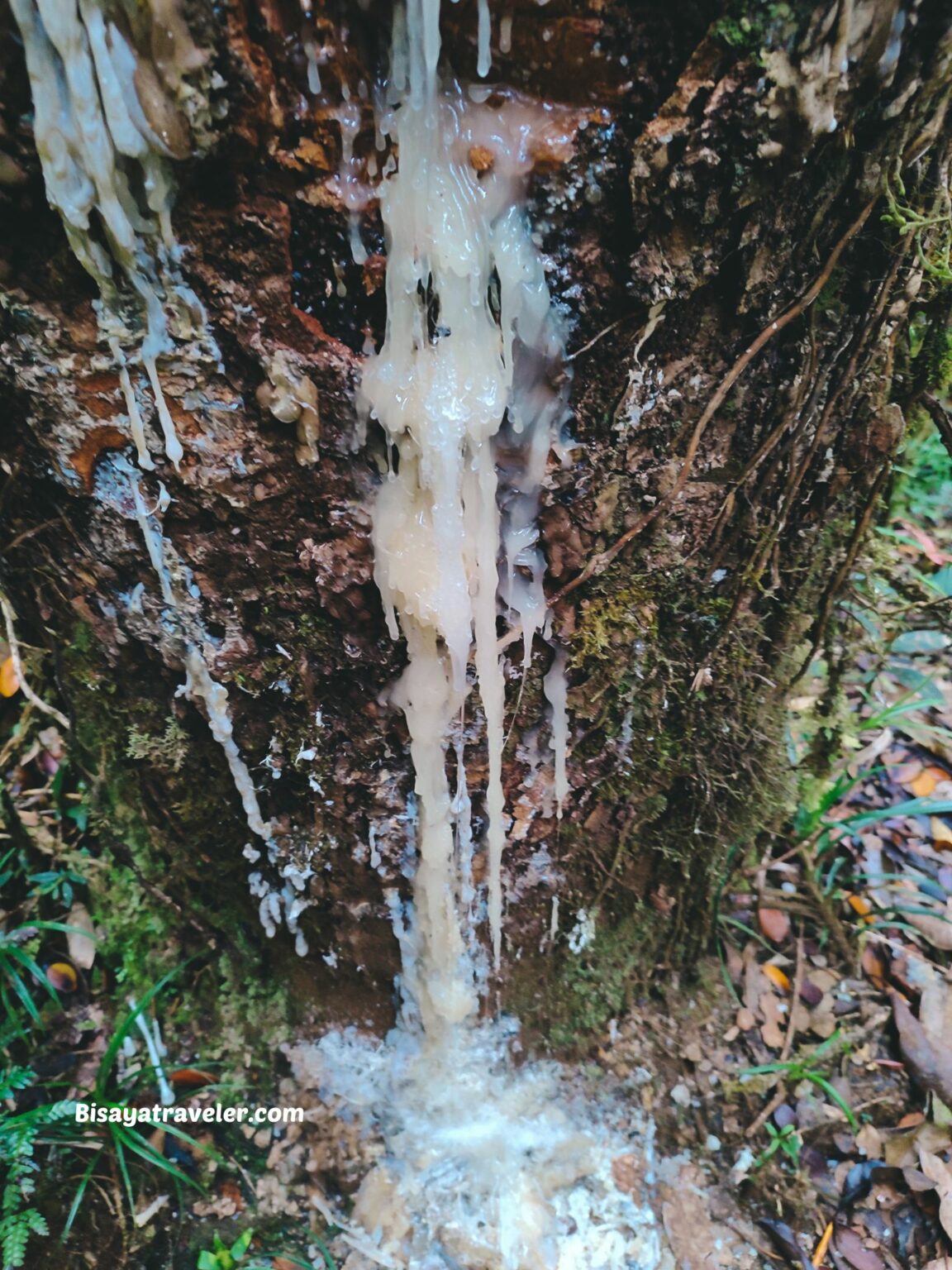 Mount Hamiguitan: A Journey To A Magical World - The Bisaya Traveler