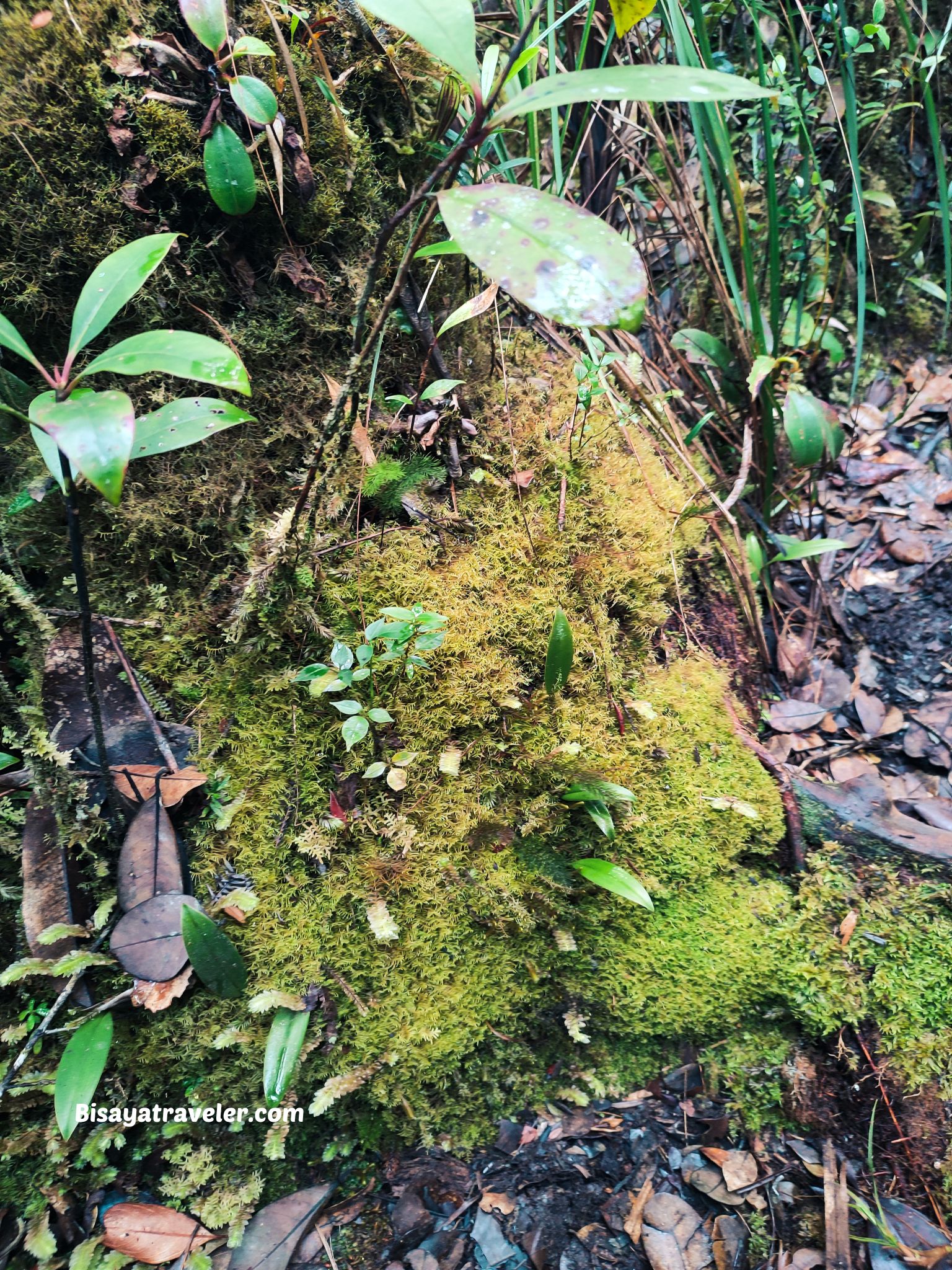 Mount Hamiguitan: A Journey To A Magical World - The Bisaya Traveler