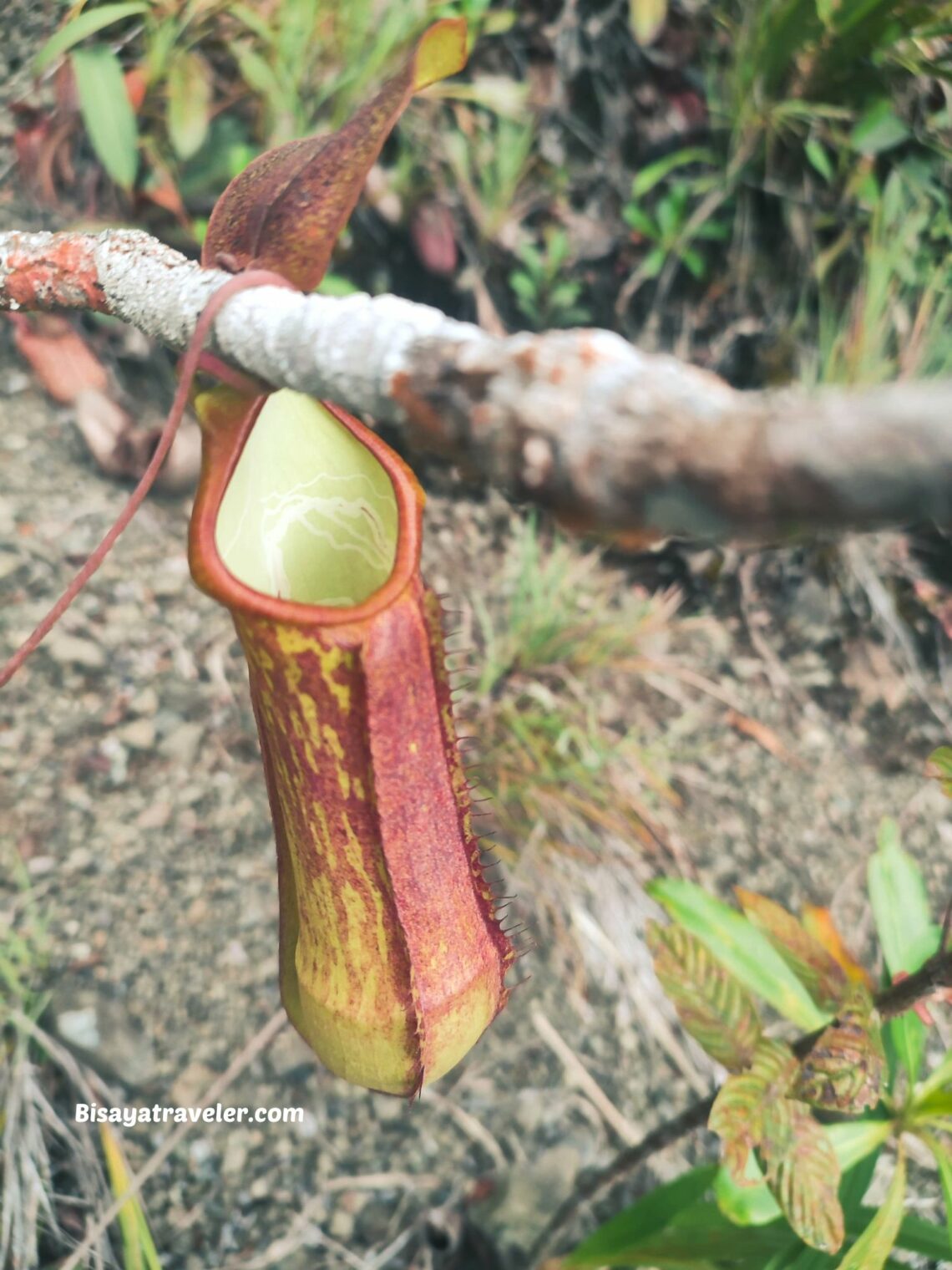 Mount Hamiguitan: A Journey To A Magical World - The Bisaya Traveler