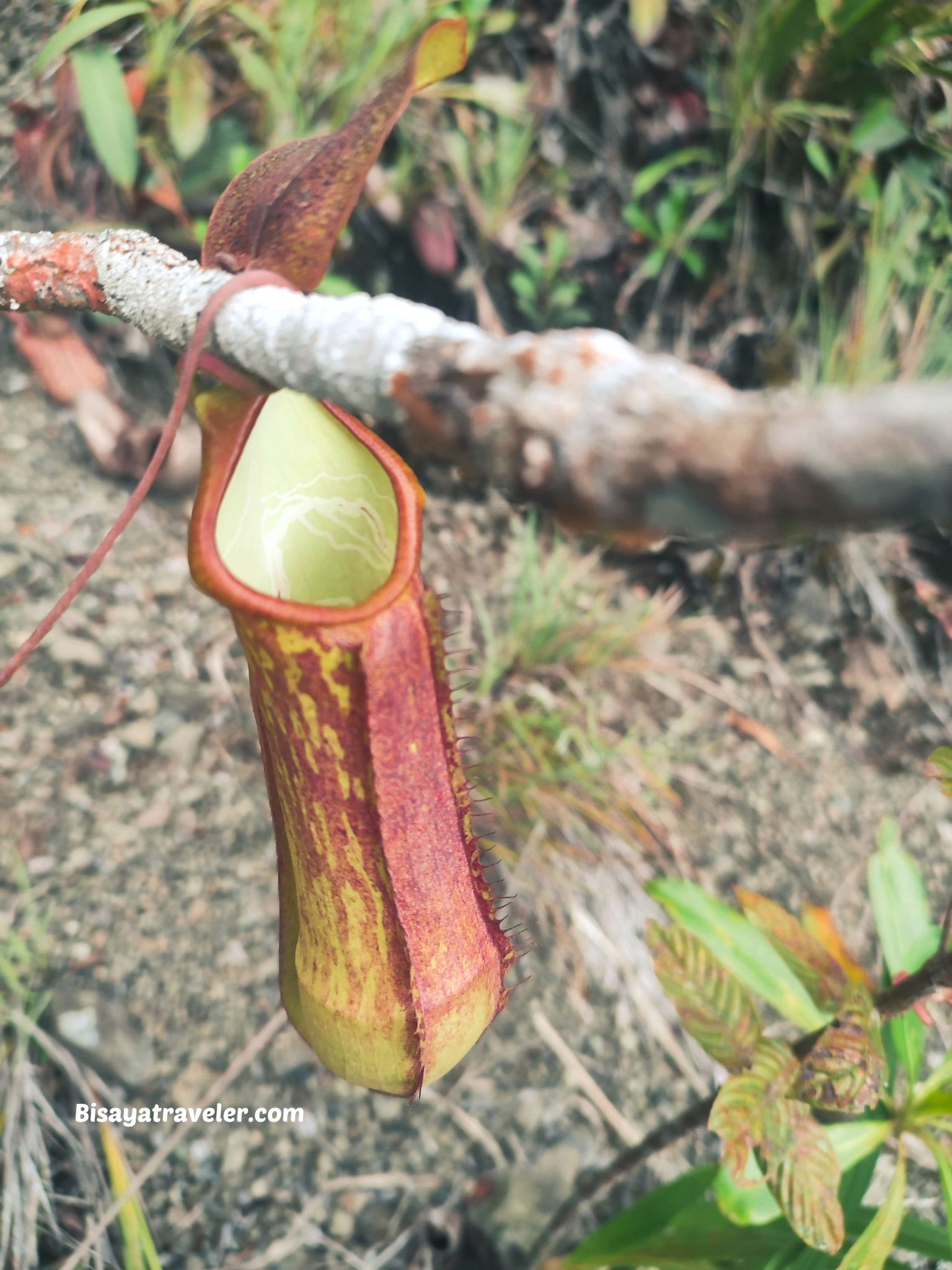 Mount Hamiguitan: A Journey To A Magical World - The Bisaya Traveler