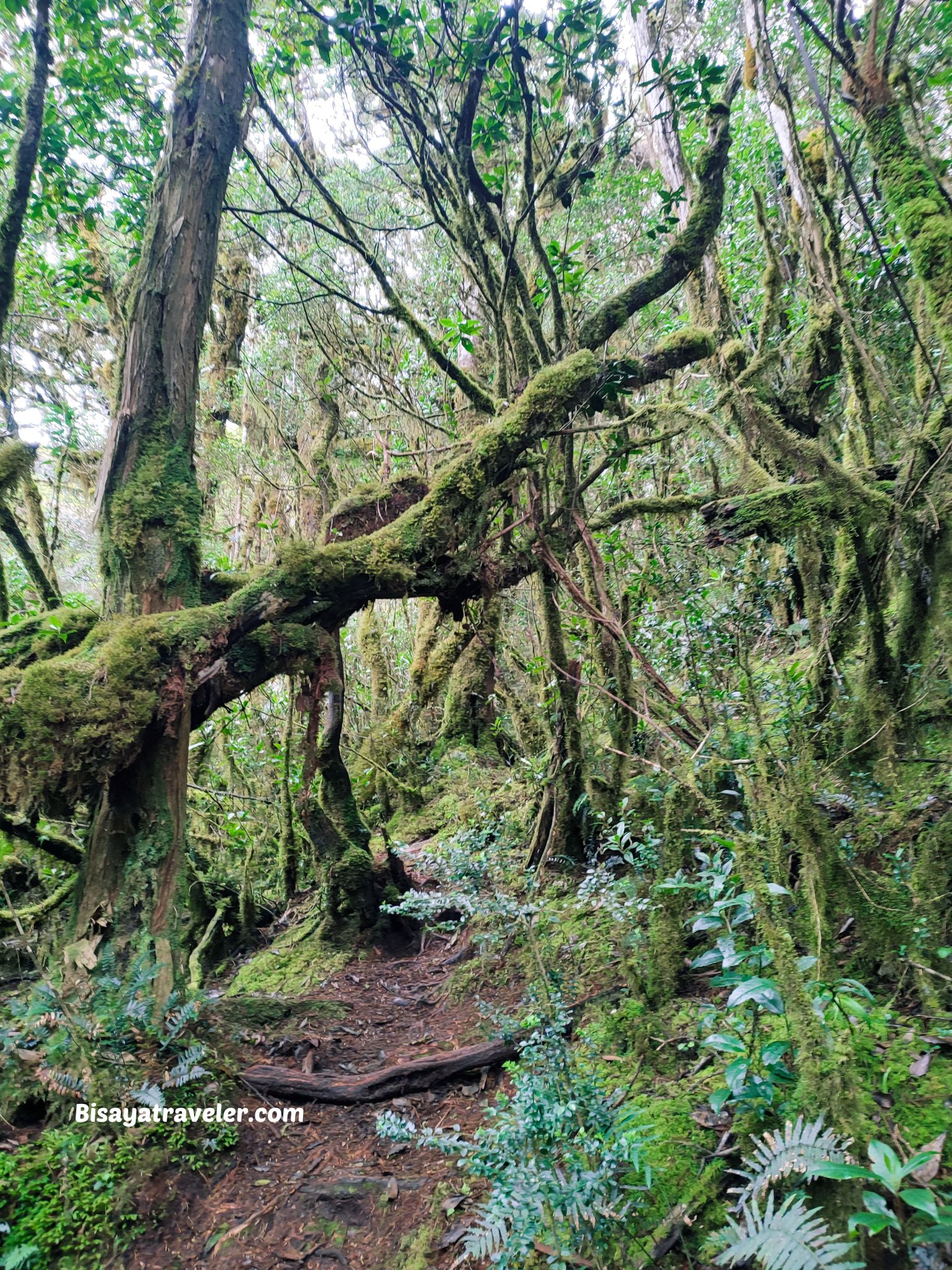 Mount Dulang-Dulang: A Climb To The Enchanting Mountain - The Bisaya ...