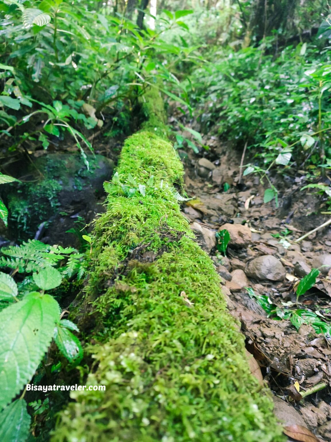 Mount Kitanglad In One Day: That Thing Called Adventure - The Bisaya ...