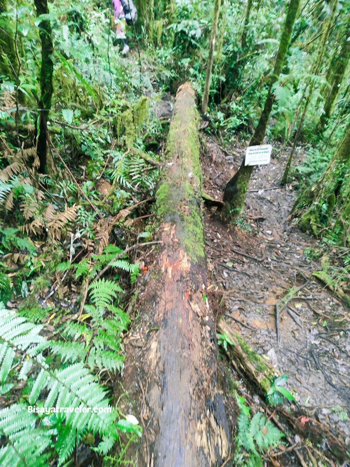 Mount Dulang-Dulang: A Climb To The Enchanting Mountain - The Bisaya ...