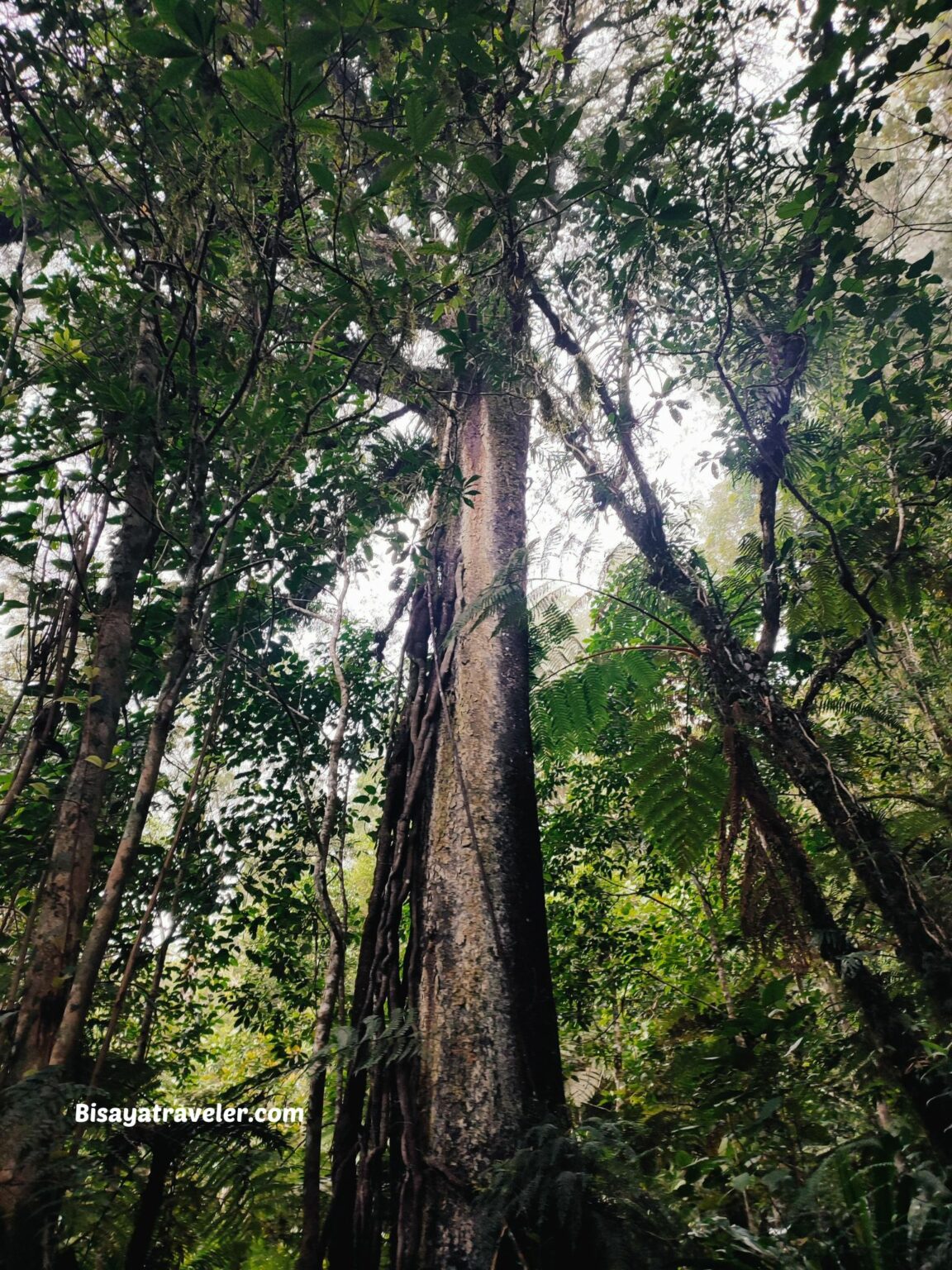 Mount Matutum And The Pathway To Happiness - The Bisaya Traveler