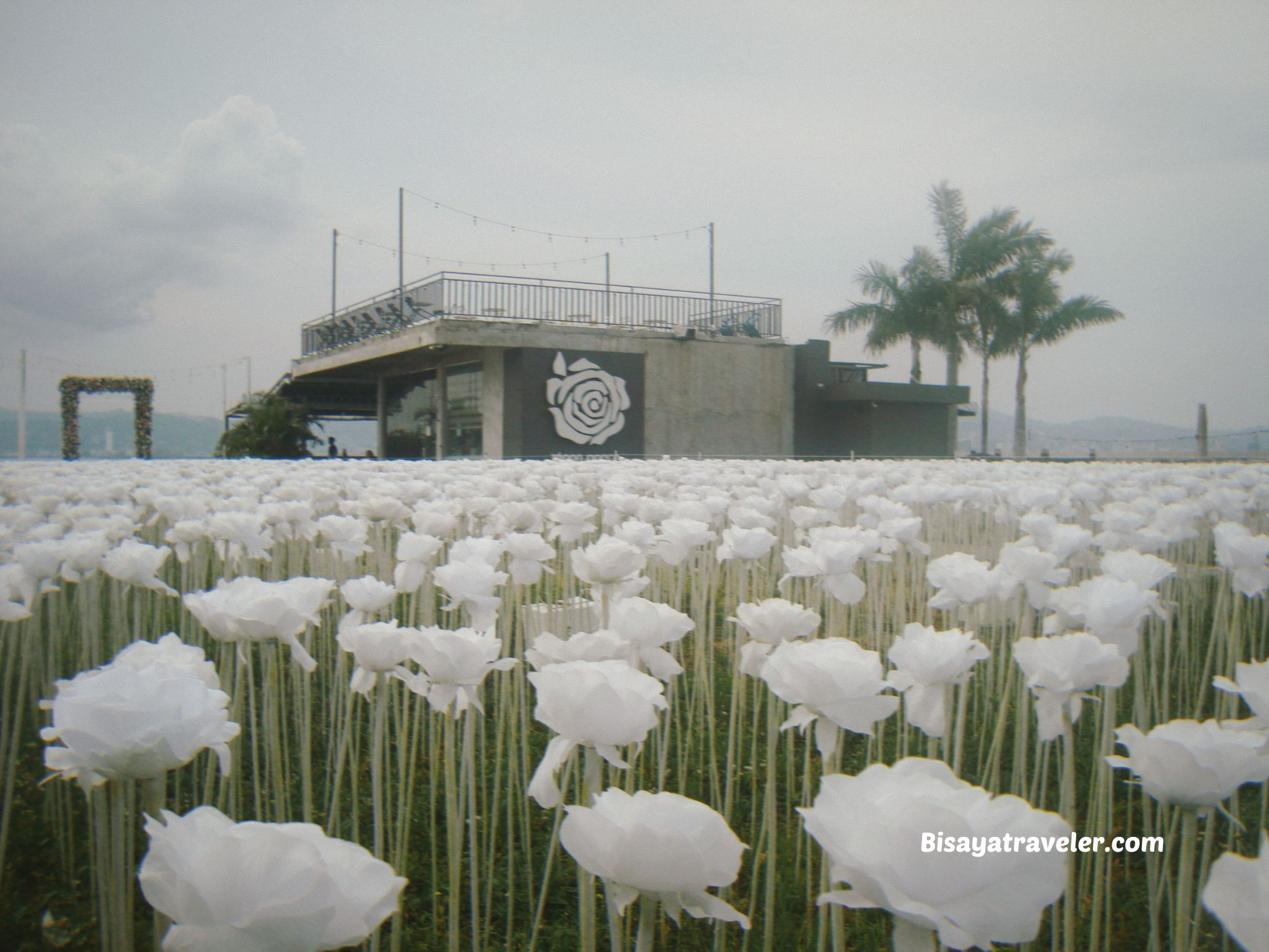 10,000 Roses: How Fake Flowers Led Me To Life’s Real Treasures - The ...