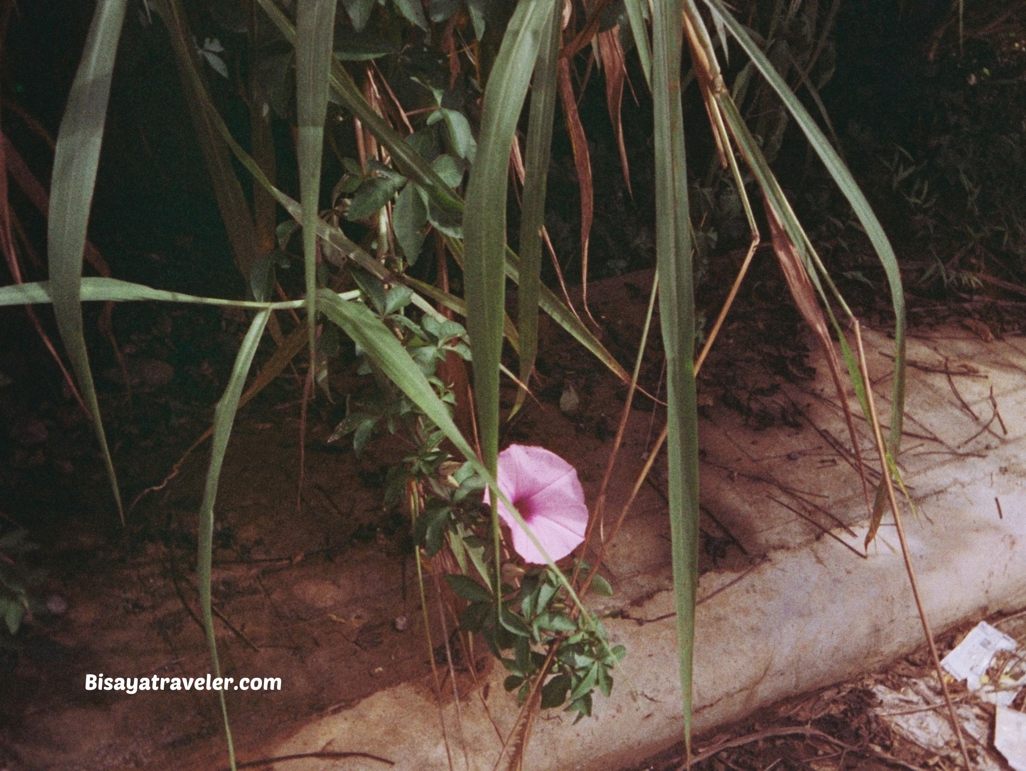 Marawi: Where Beauty Blooms In The Shadows Of War - The Bisaya Traveler