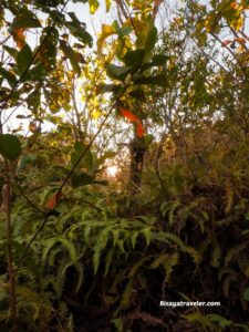 Musuan Peak: The Humble Volcano That Secretly Teaches Why Change Is ...